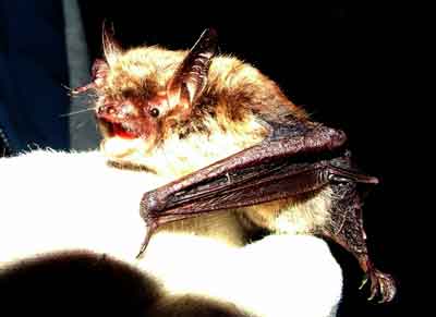 Brandts old female | Bedfordshire Bat Group