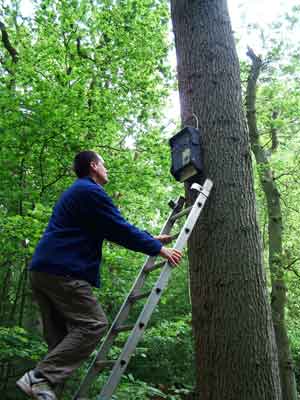 Bat boxes | Bedfordshire Bat Group