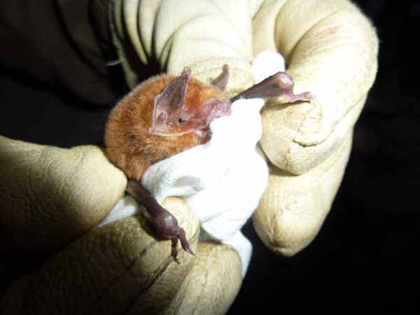 Trinidad Gallery 2 | Bedfordshire Bat Group