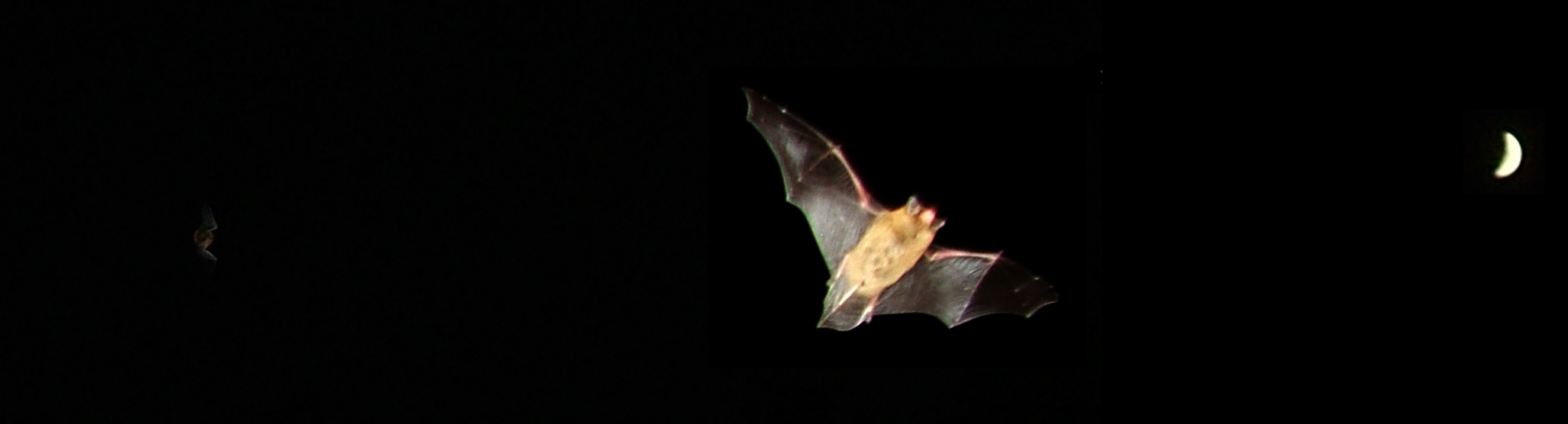Soprano Pip in flight copy | Bedfordshire Bat Group
