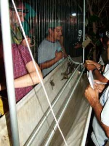NIcaragua 2012 | Bedfordshire Bat Group