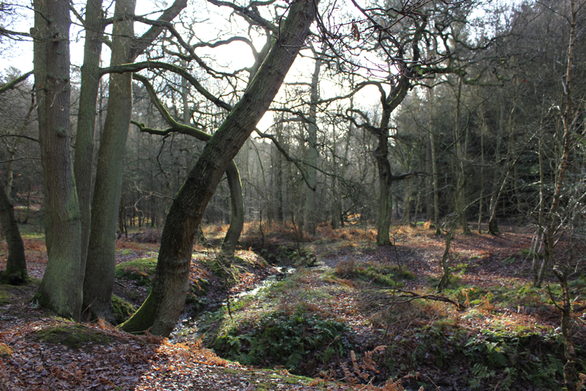 Outdoors – a visit to Rushmere Country Park | Bedfordshire Bat Group