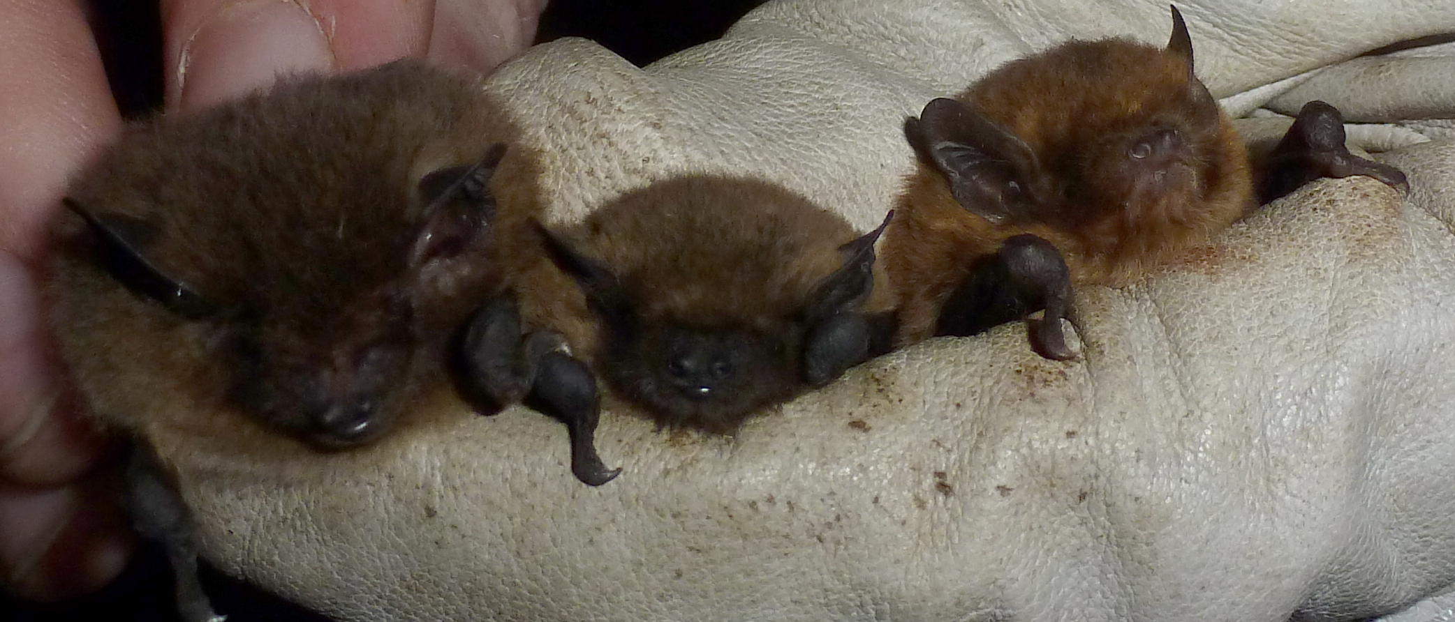 Nathusius, Common and soprano pipistrelles2 | Bedfordshire Bat Group