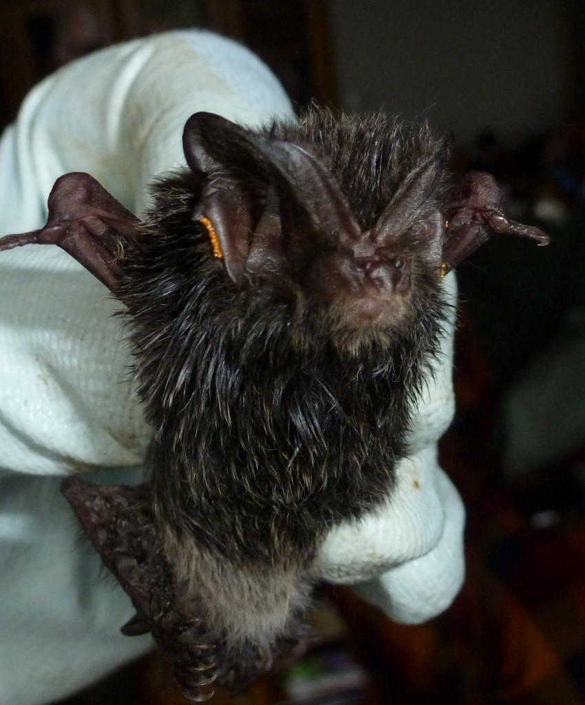 A rare bat in care | Bedfordshire Bat Group