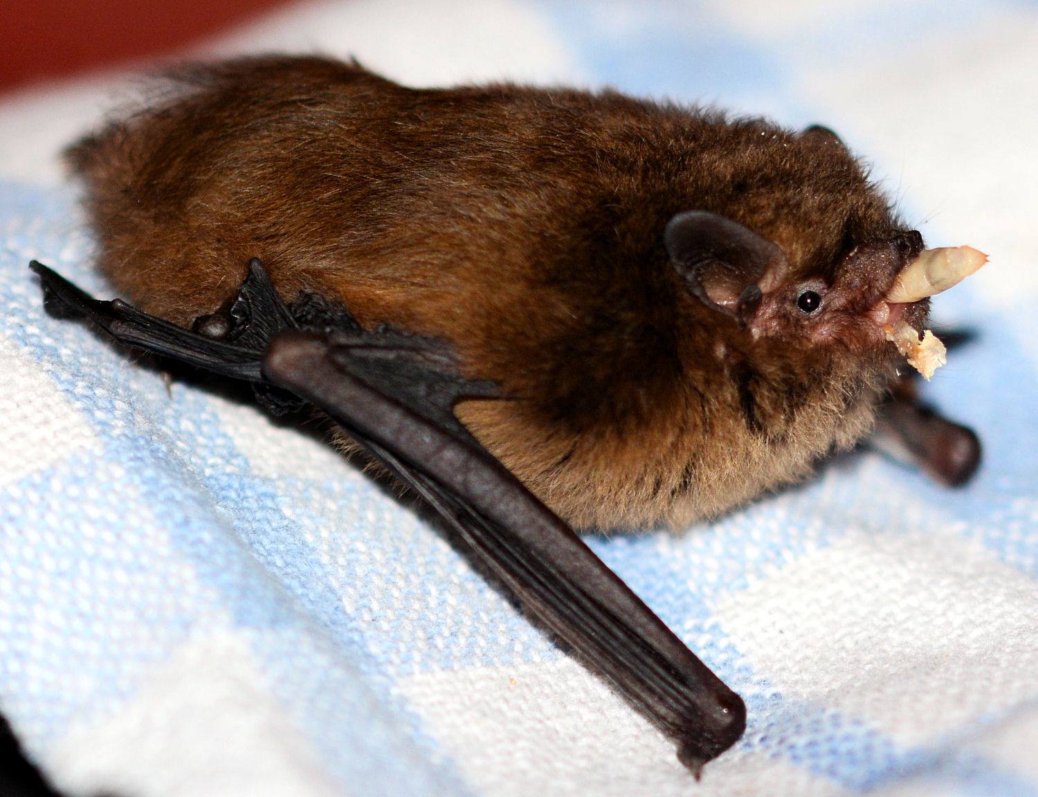 More bat care | Bedfordshire Bat Group