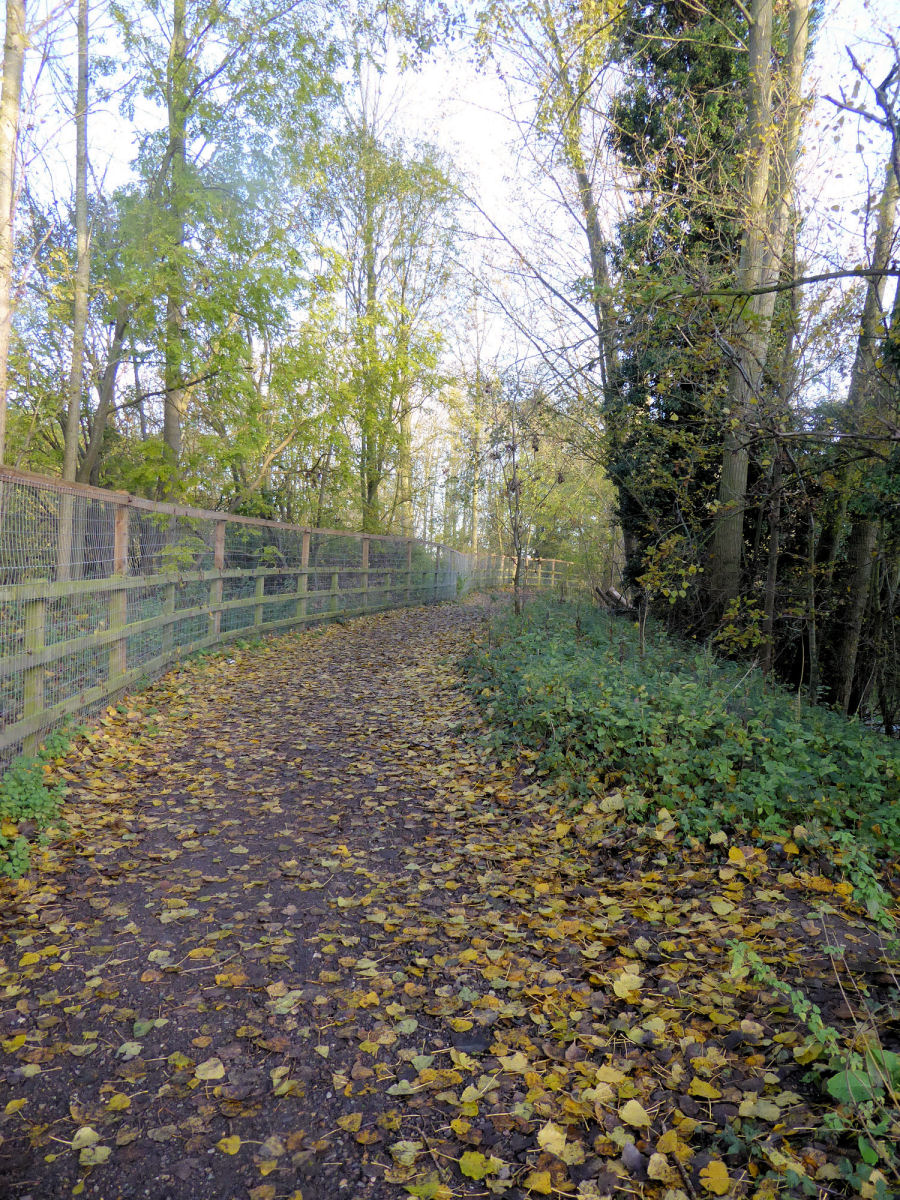 The Henlow survey | Bedfordshire Bat Group